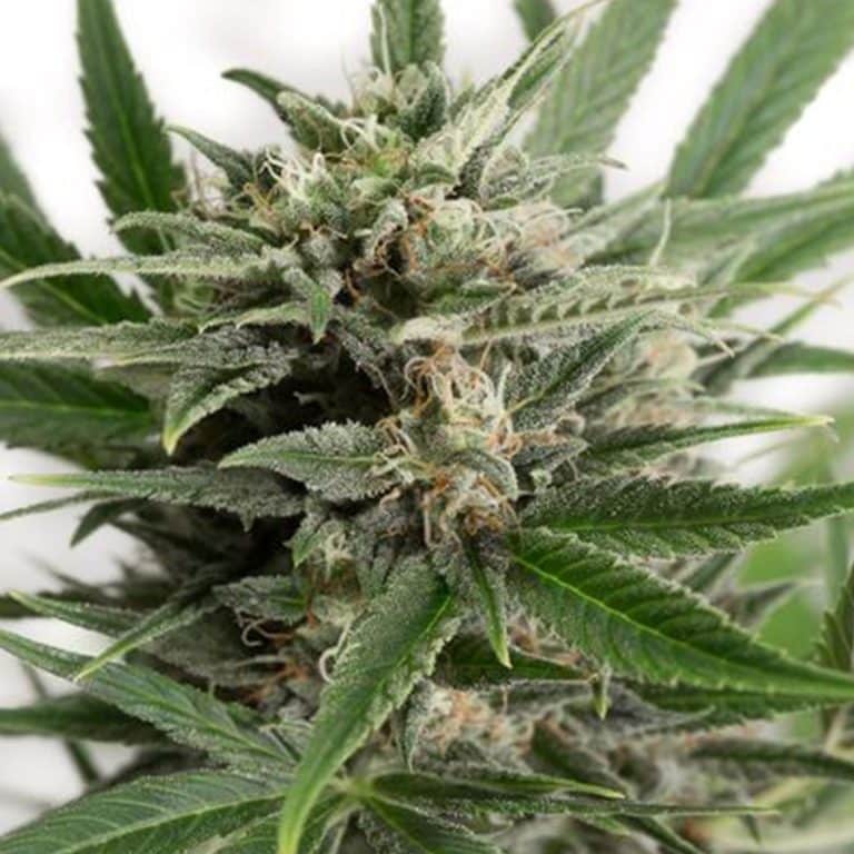 Hindu Kush Auto - Autoflowering Feminized | SeedsLine