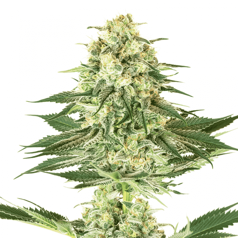 Blueberry Auto - Autoflowering Feminized | SeedsLine