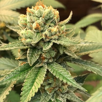 White Haze Auto - Feminized Autoflowerings | SeedsLine