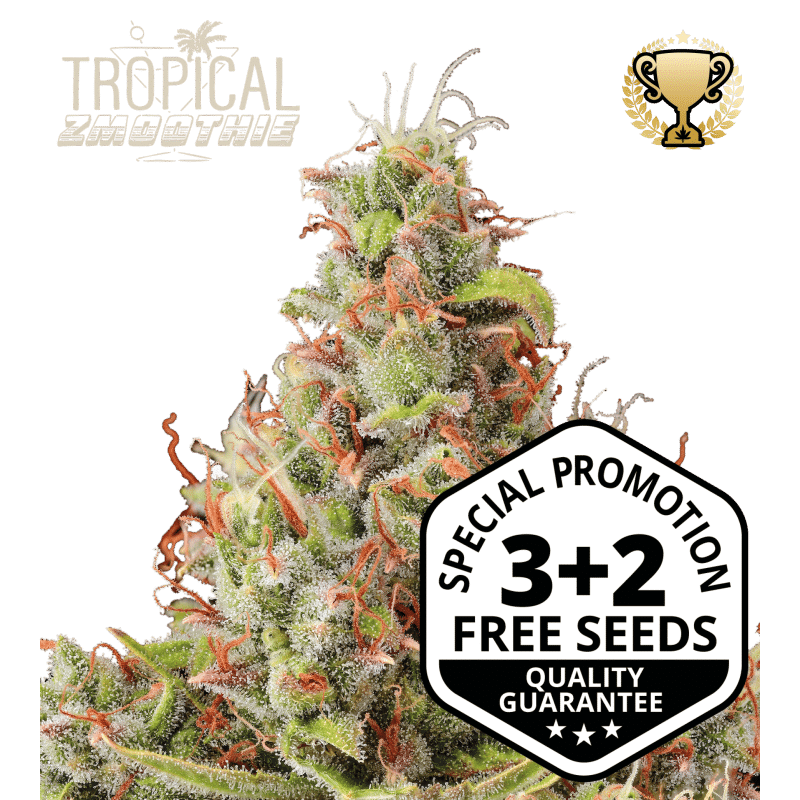 Tropical Zmoothie Auto - Féminisée à autofloraison | SeedsLine